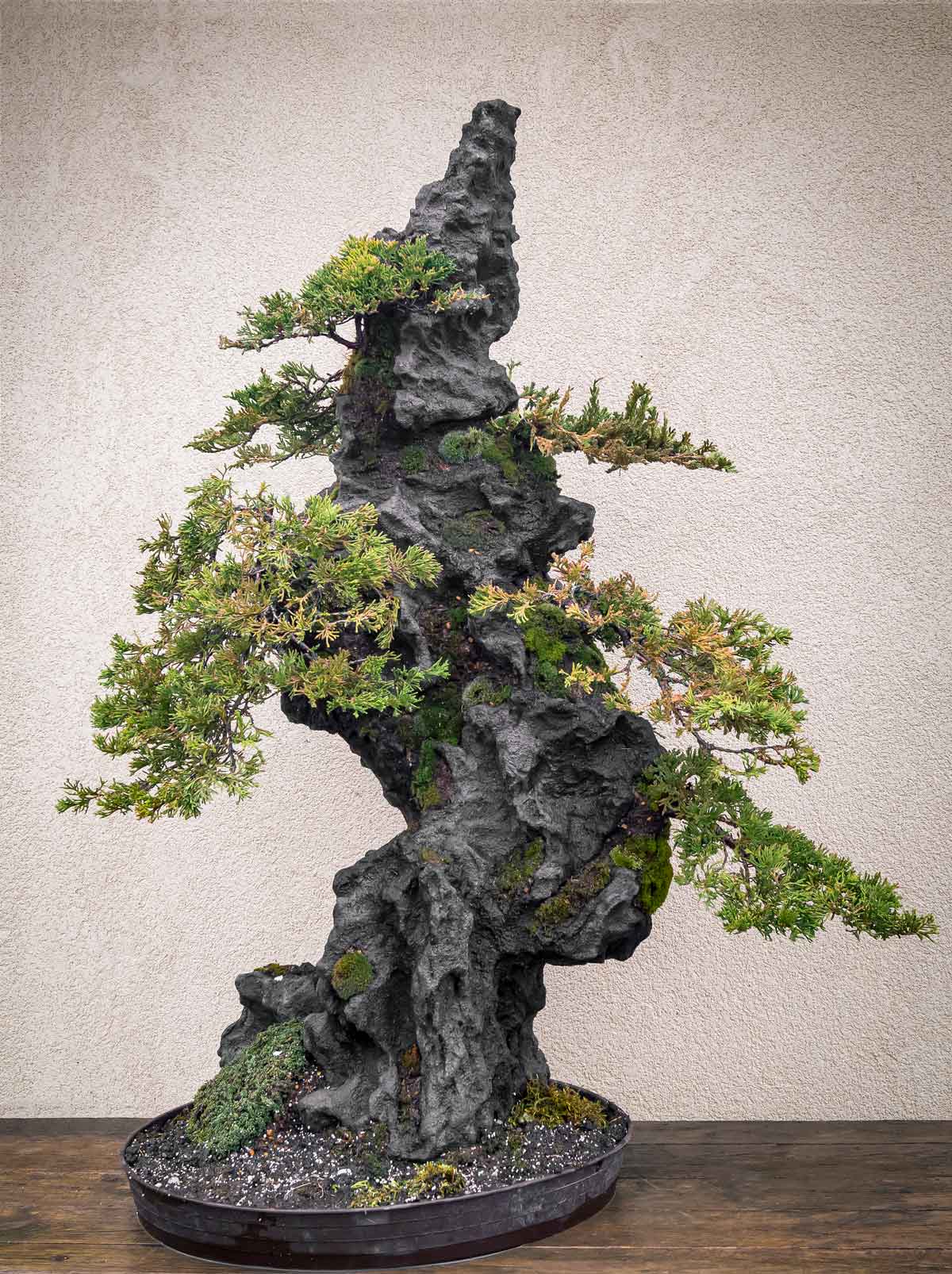 Bonsai sziklák | Ginkgo Hatás